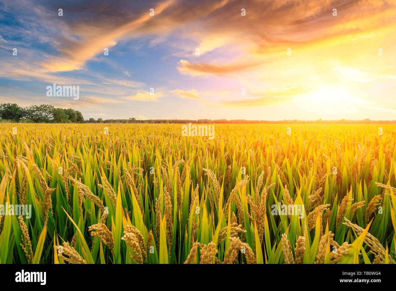 Ripe rice field and sky background at sunset time with sun rays Stock ...