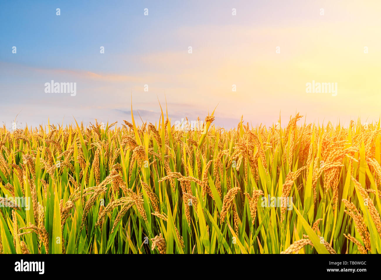 Ripe rice field and sky background at sunset time with sun rays Stock ...