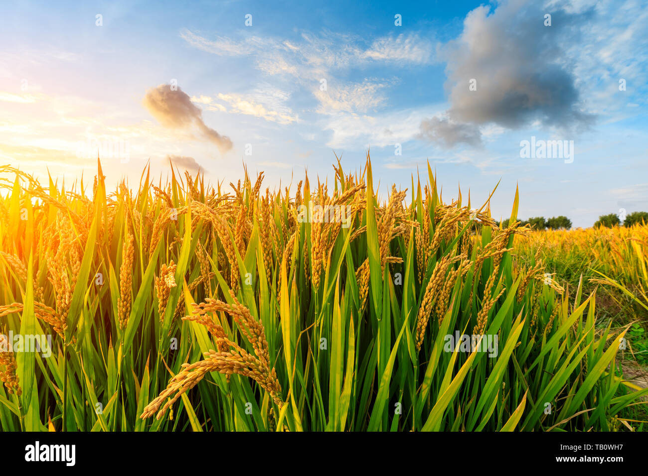 Ripe rice field and sky background at sunset time with sun rays Stock ...