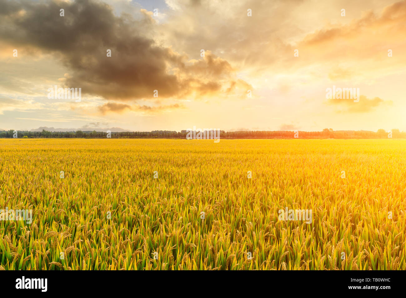 Ripe rice field and sky background at sunset time with sun rays Stock ...