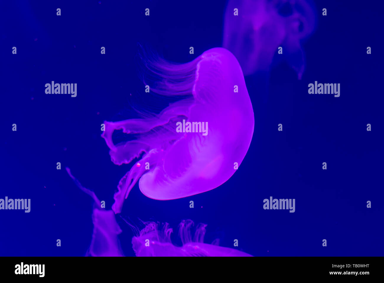 Close-up Jellyfish, Medusa in fish tank with neon light. Jellyfish is ...