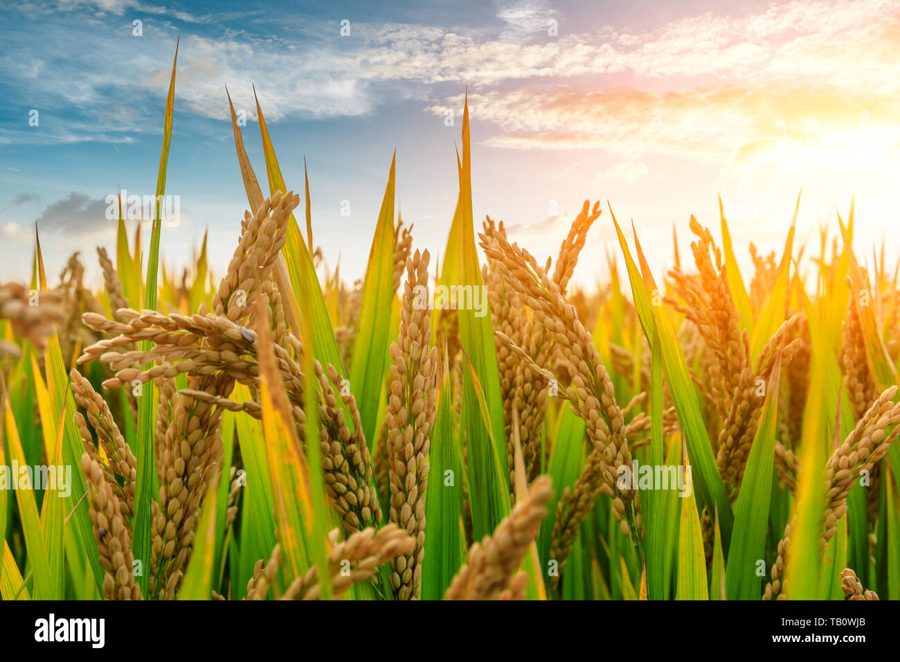 Ripe rice field and sky background at sunset time with sun rays Stock ...
