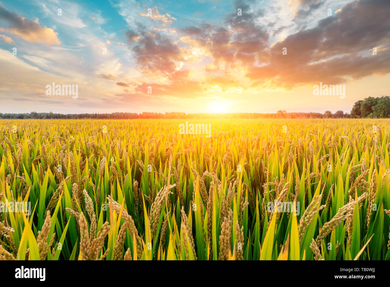 Sunset Field Clouds