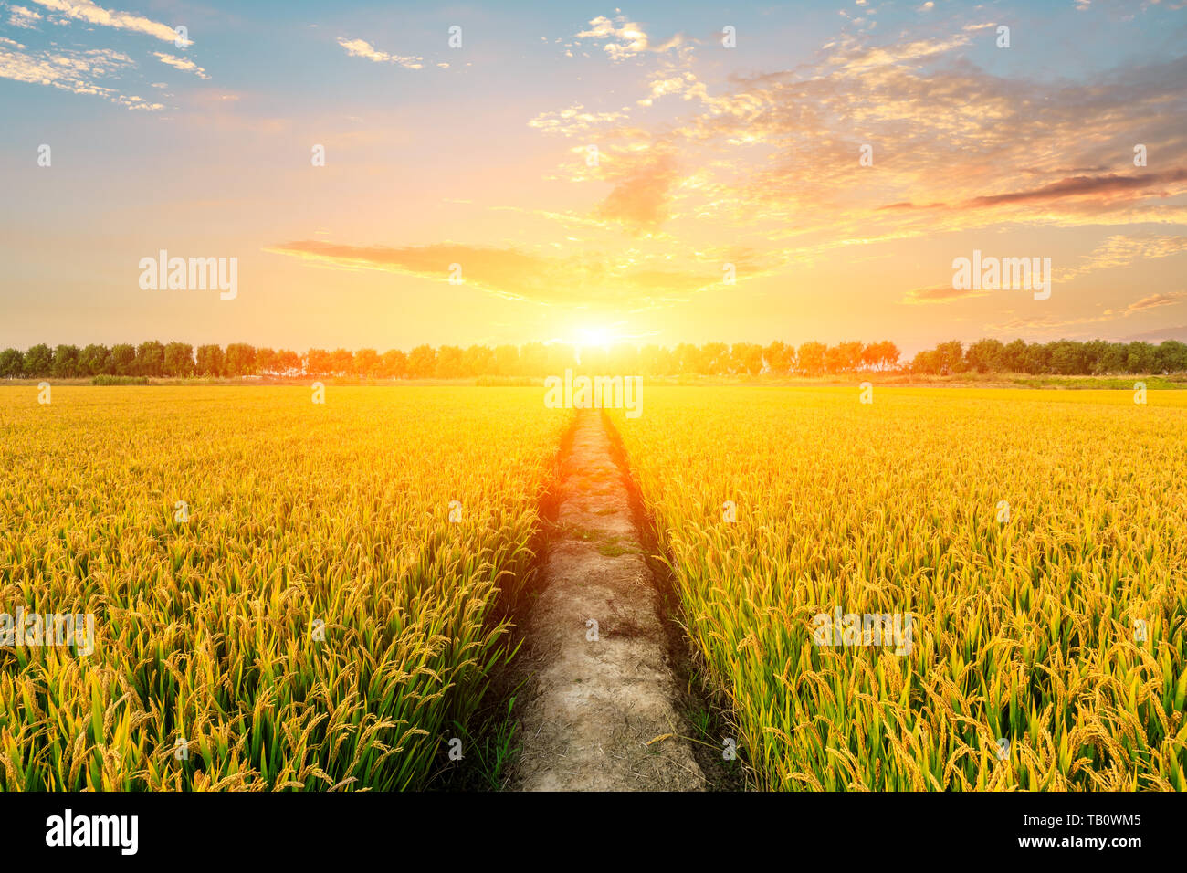 Ripe rice field and sky background at sunset time with sun rays Stock ...