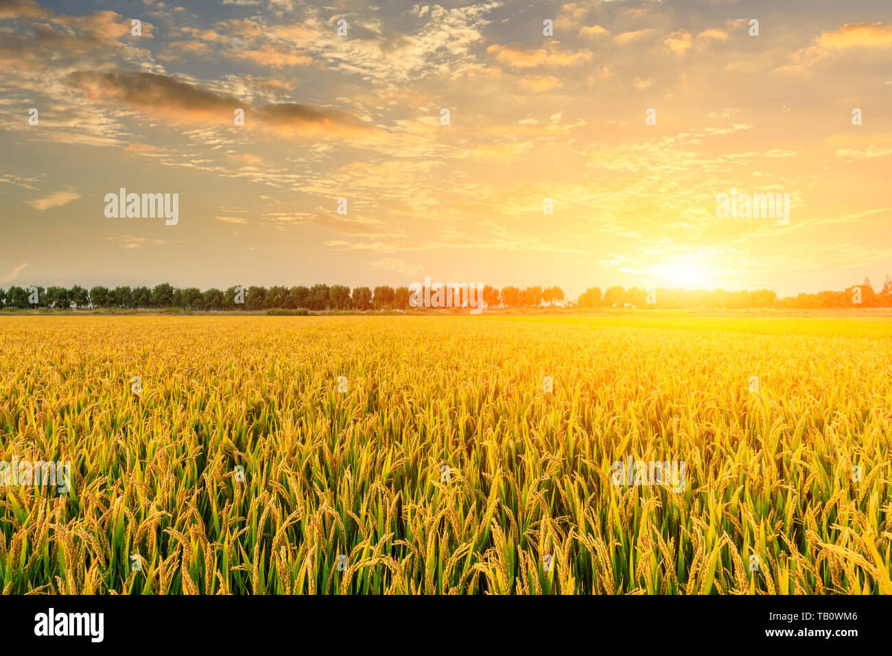 Ripe rice field and sky background at sunset time with sun rays Stock ...