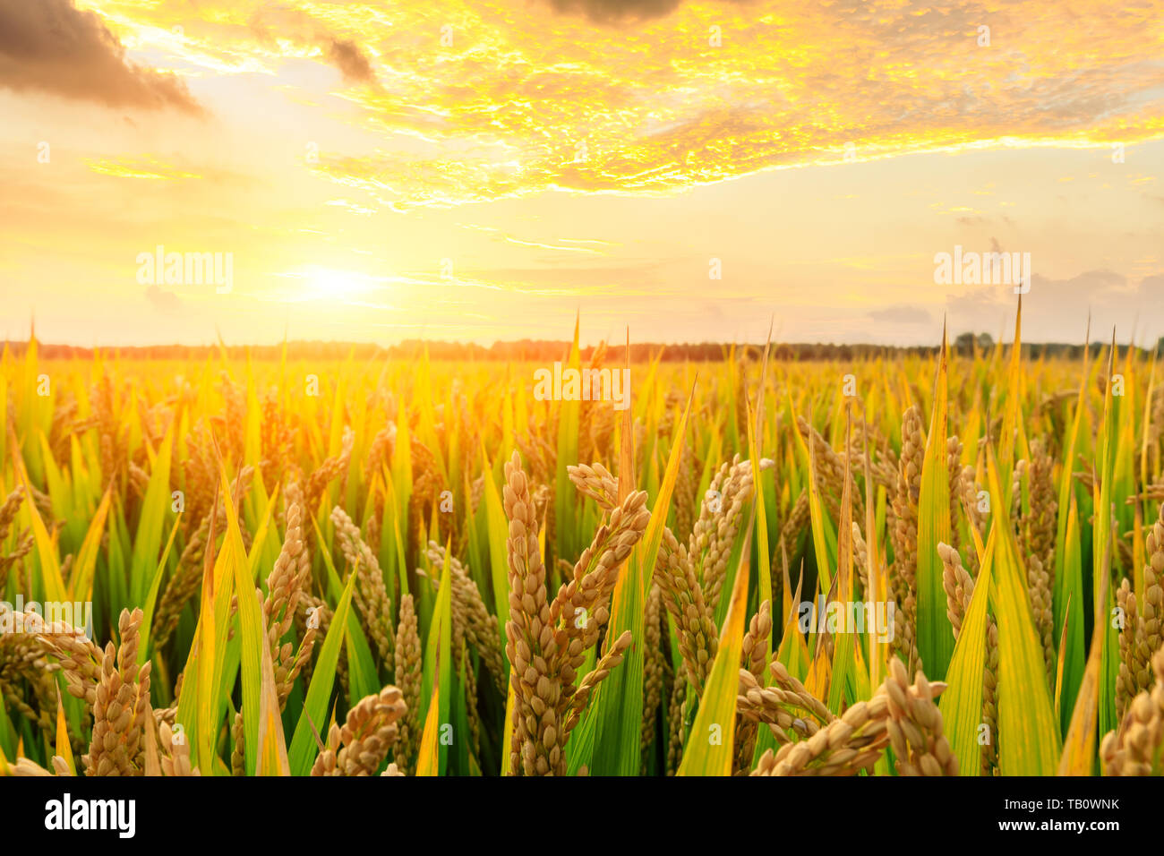 Ripe rice field and sky background at sunset time with sun rays Stock ...