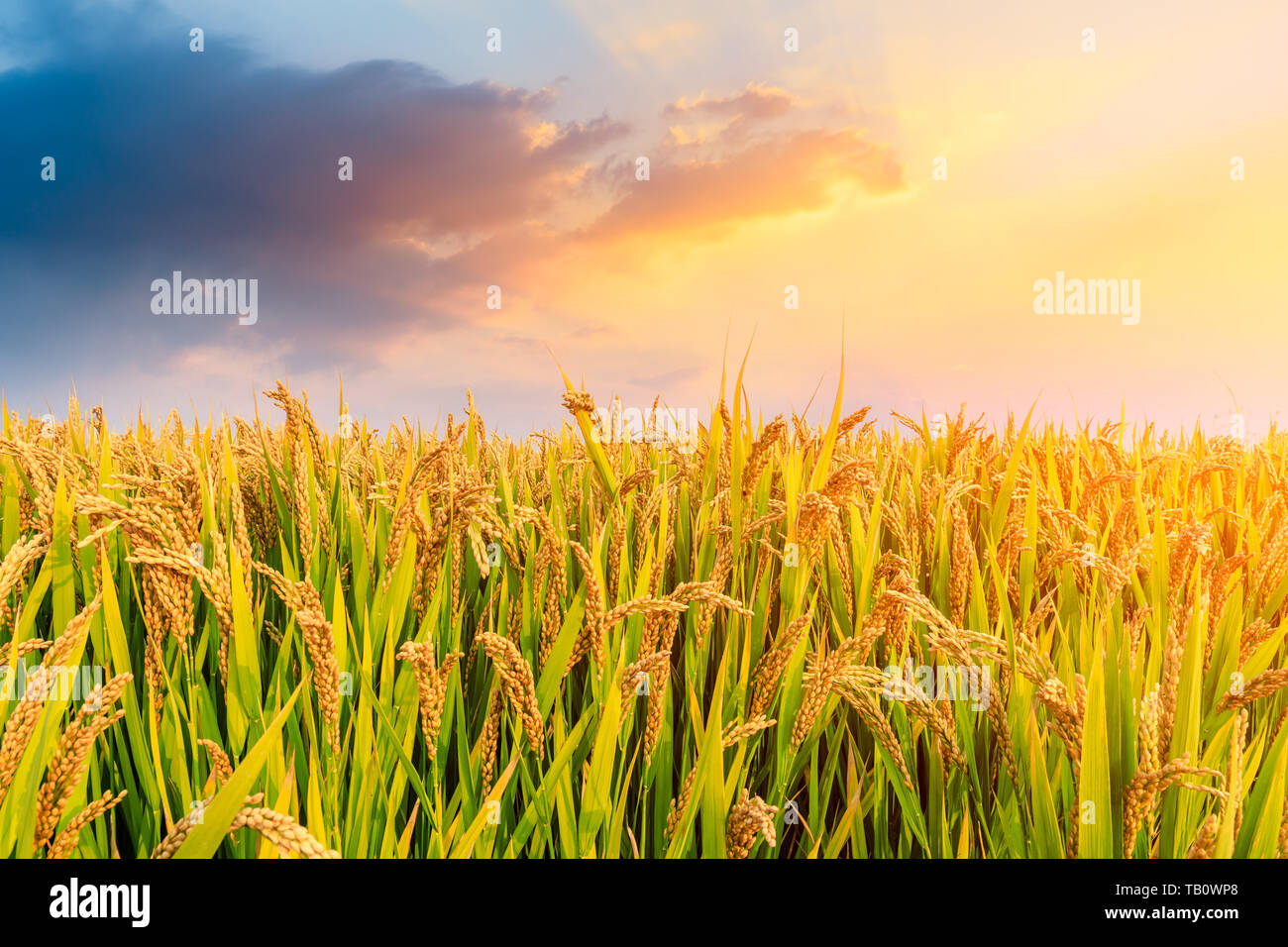 Ripe rice field and sky background at sunset time with sun rays Stock ...