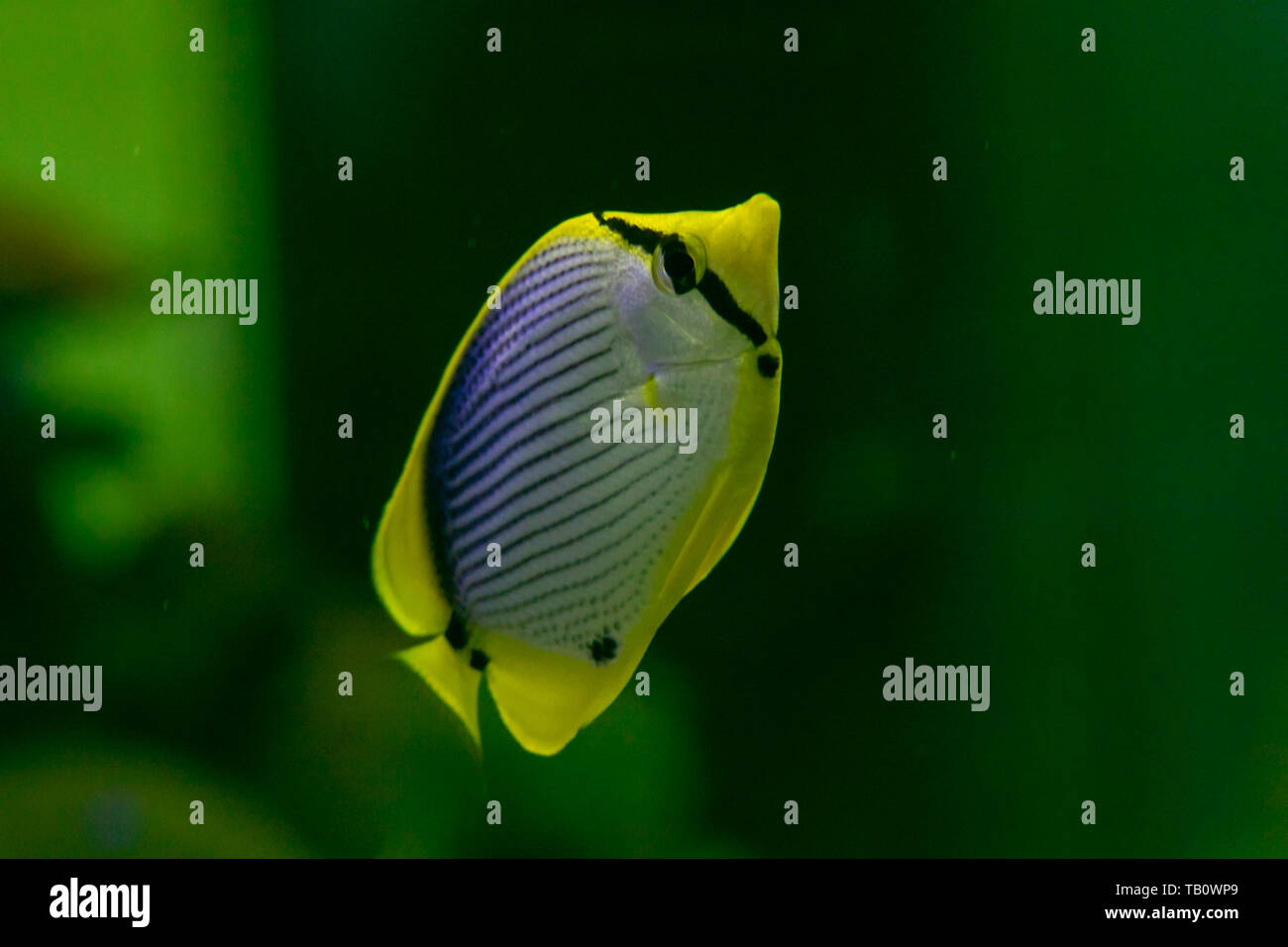 Close up beautiful fish in the aquarium on decoration of aquatic plants ...