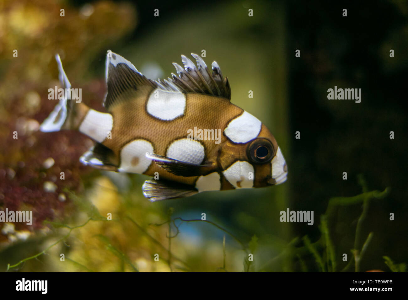 Close up beautiful fish in the aquarium on decoration of aquatic plants ...