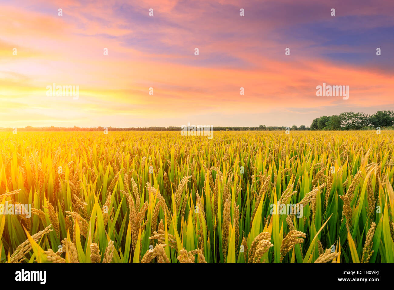 Ripe rice field and sky background at sunset time with sun rays Stock ...