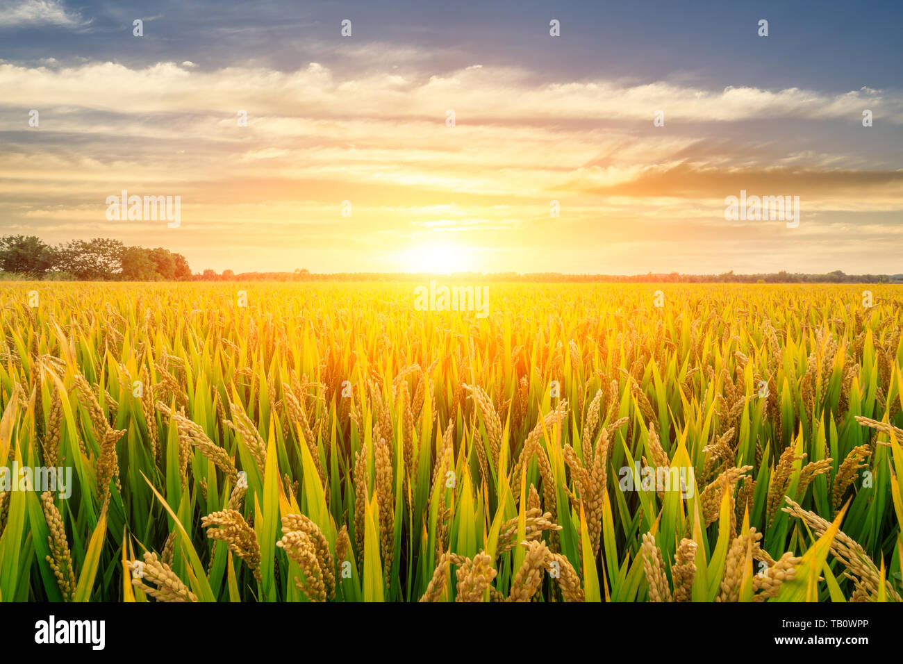 Ripe rice field and sky background at sunset time with sun rays Stock ...