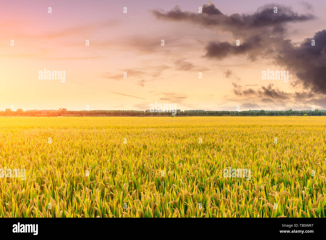 Ripe rice field and sky background at sunset time with sun rays Stock ...