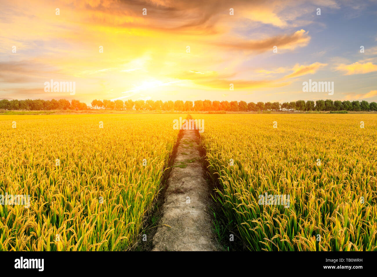 Ripe rice field and sky background at sunset time with sun rays Stock ...