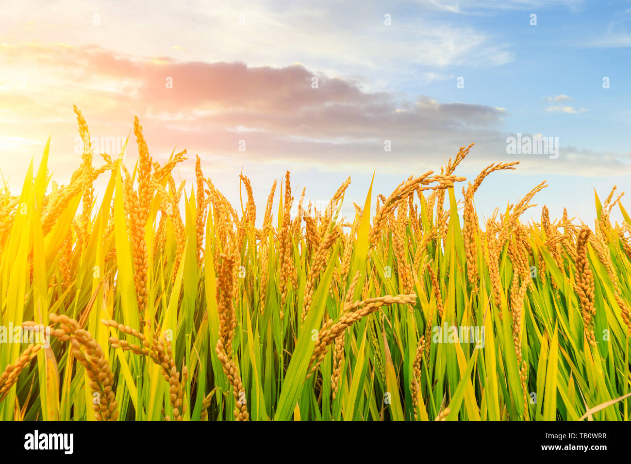 Ripe rice field and sky background at sunset time with sun rays Stock ...