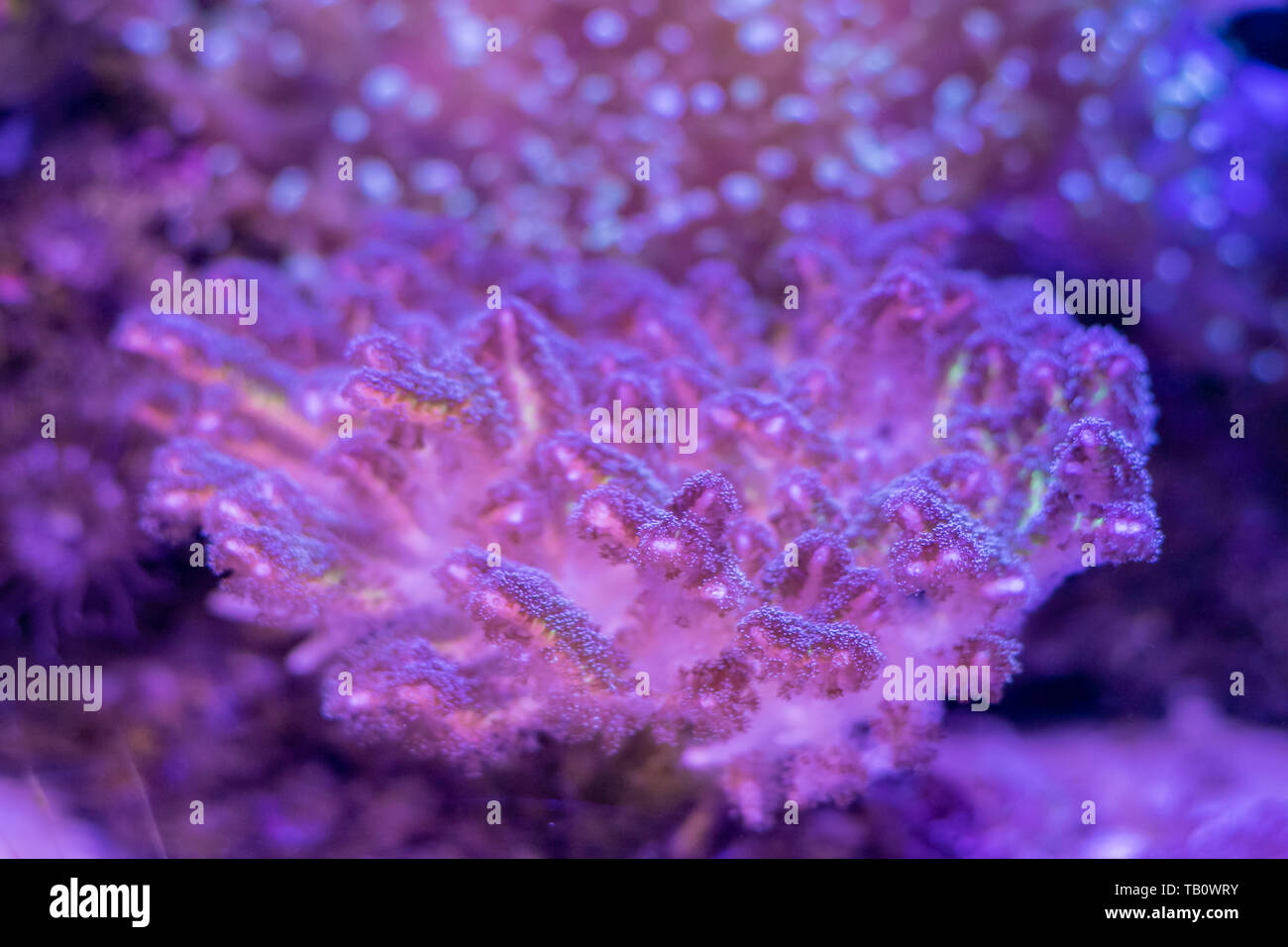 Beautiful sea flower in underwater world with corals and fish Stock ...