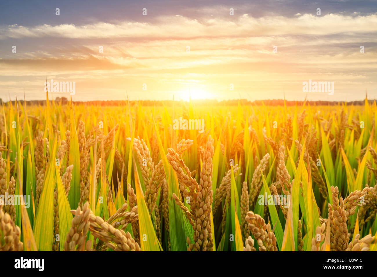 Ripe rice field and sky background at sunset time with sun rays Stock ...