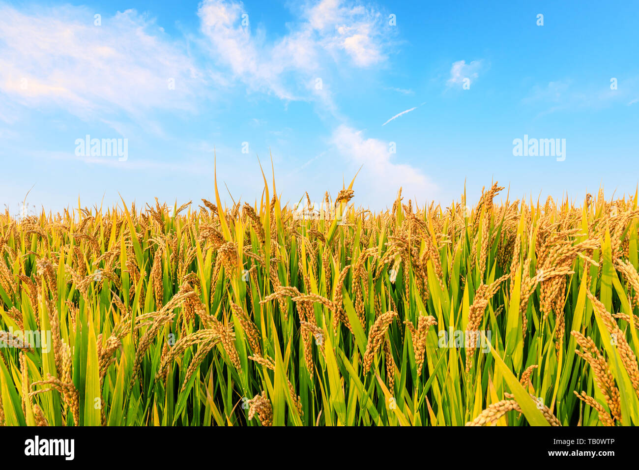 Ripe rice field and sky landscape on the farm Stock Photo - Alamy
