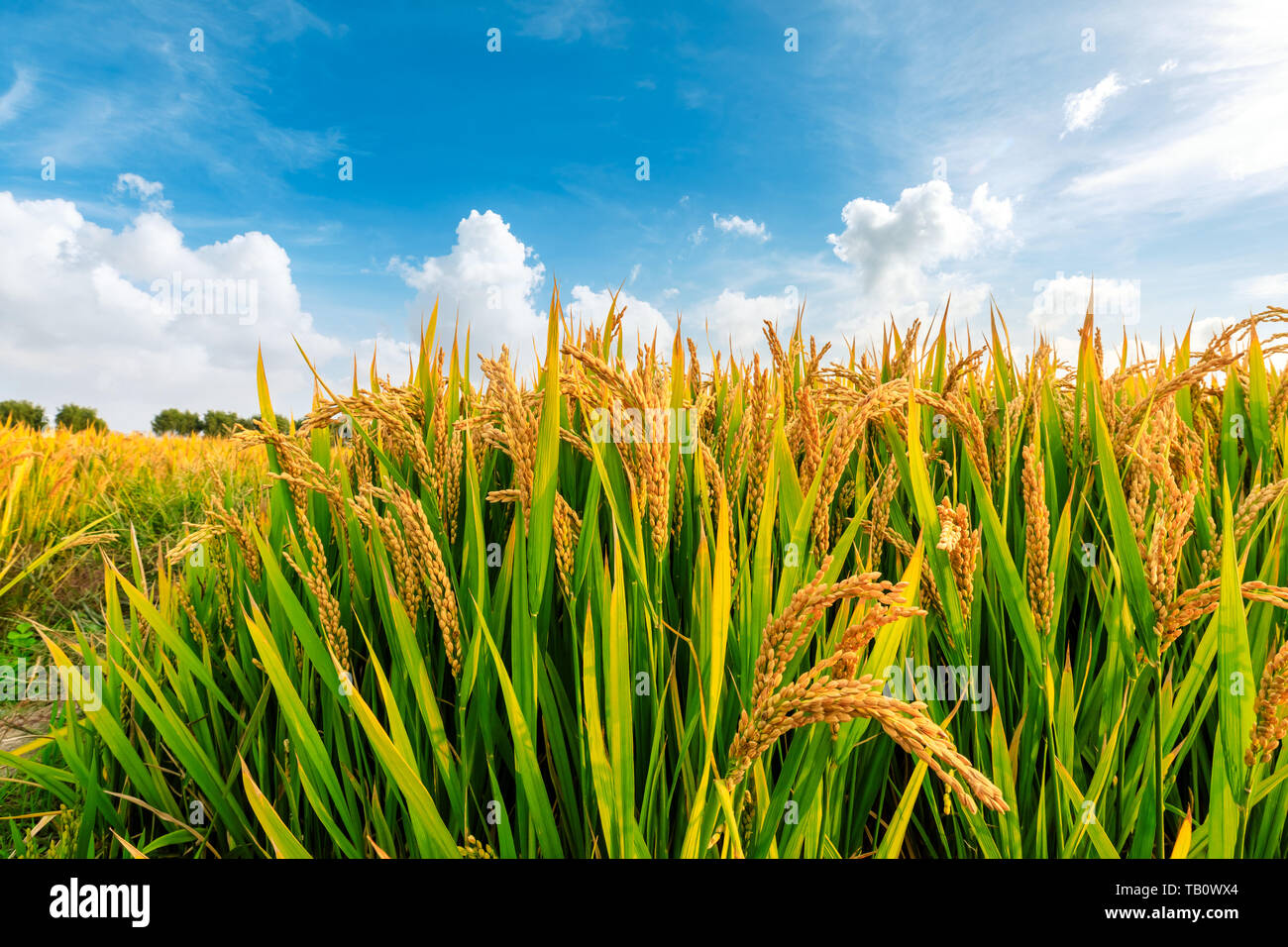Ripe rice field and sky landscape on the farm Stock Photo - Alamy