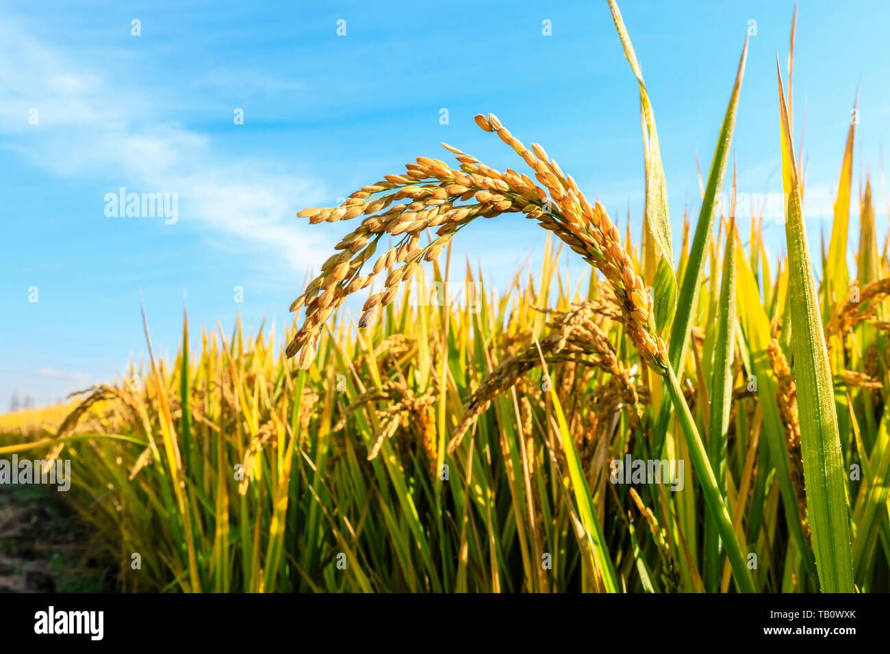 Ripe rice field and sky landscape on the farm Stock Photo - Alamy