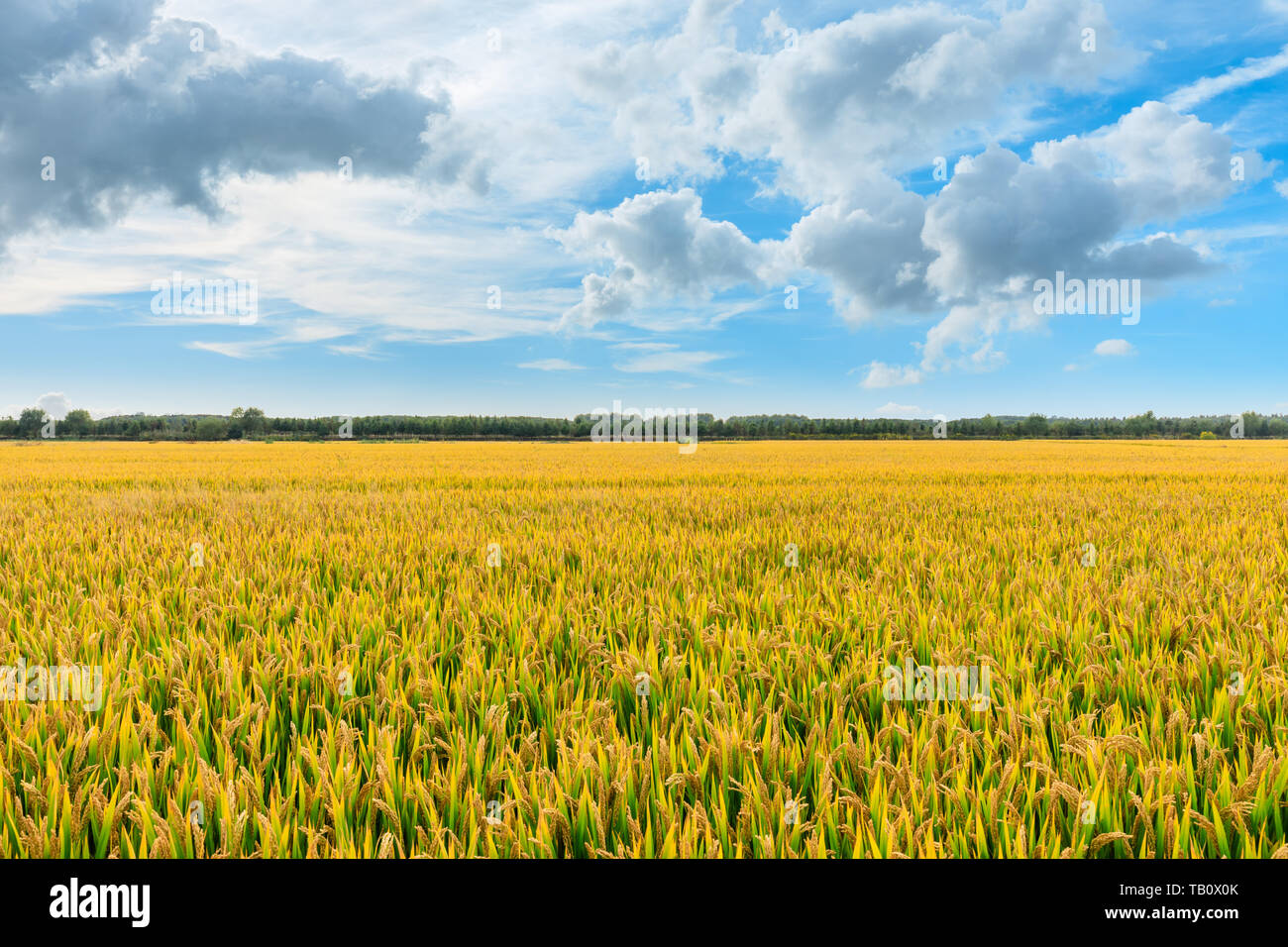 Ripe rice field and sky landscape on the farm Stock Photo - Alamy