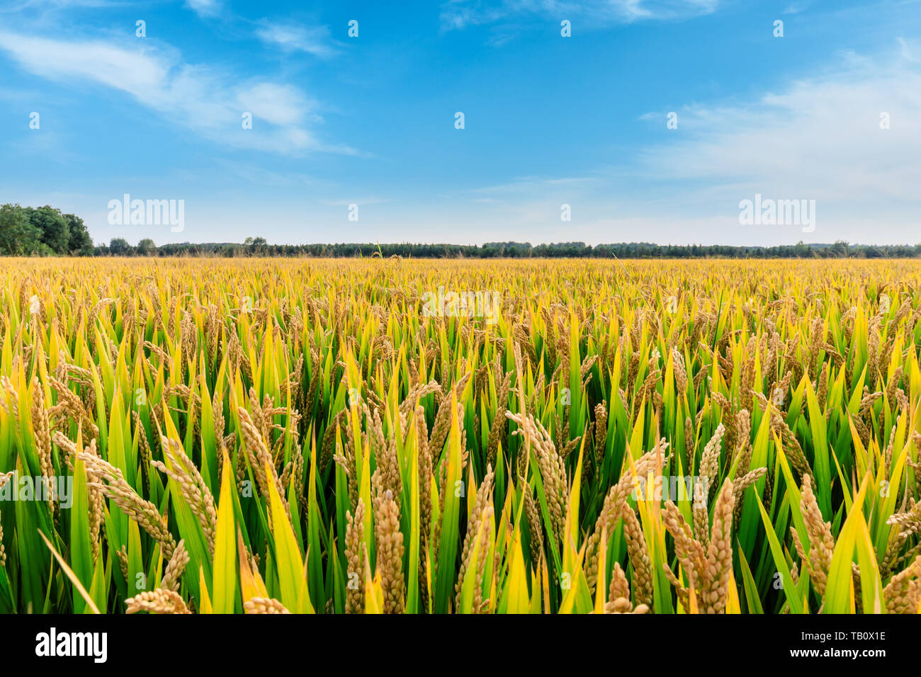 Ripe rice field and sky landscape on the farm Stock Photo - Alamy