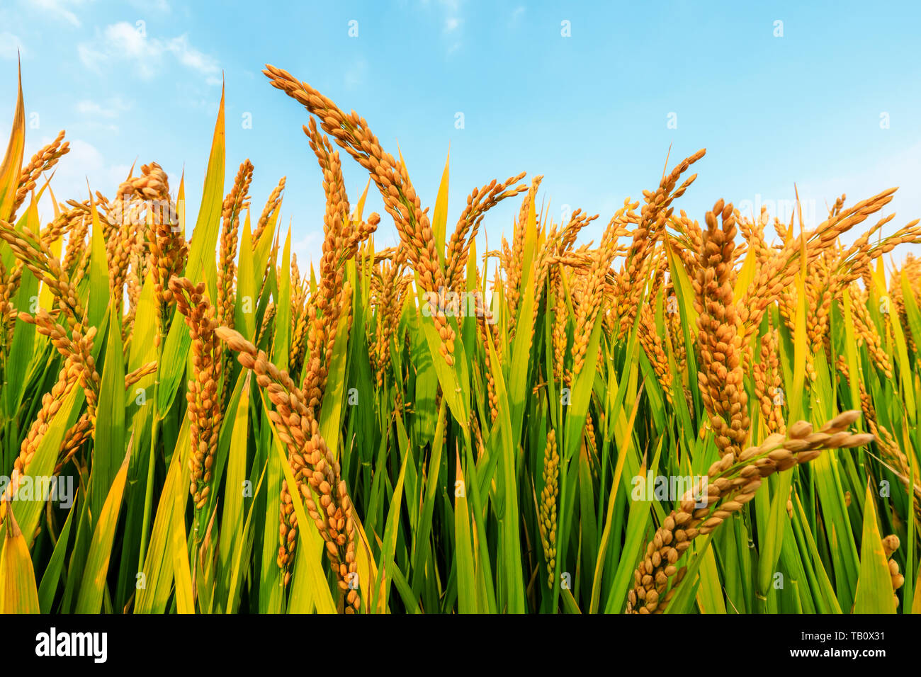 Ripe rice field and sky landscape on the farm Stock Photo - Alamy