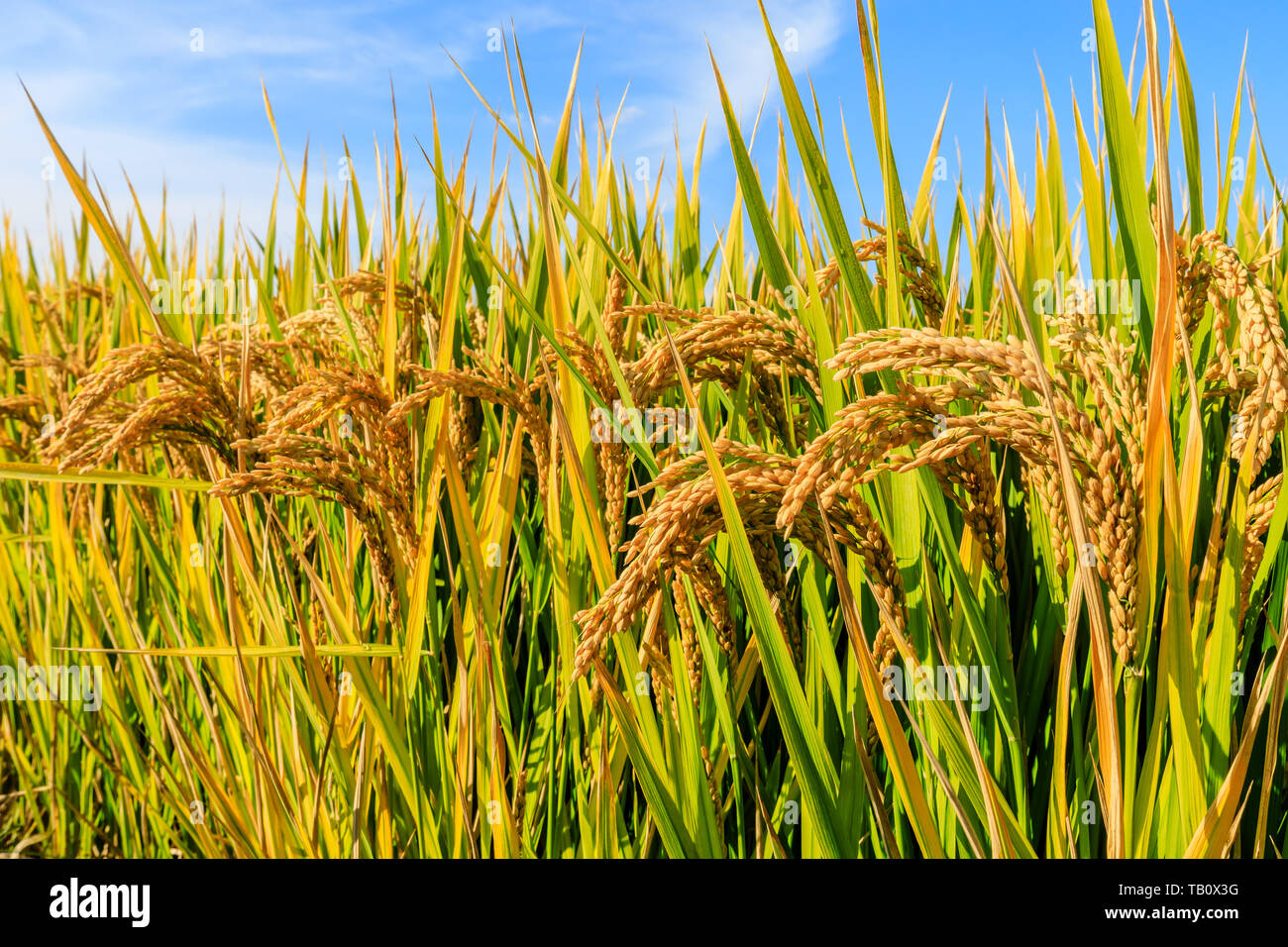 Ripe rice field and sky landscape on the farm Stock Photo - Alamy
