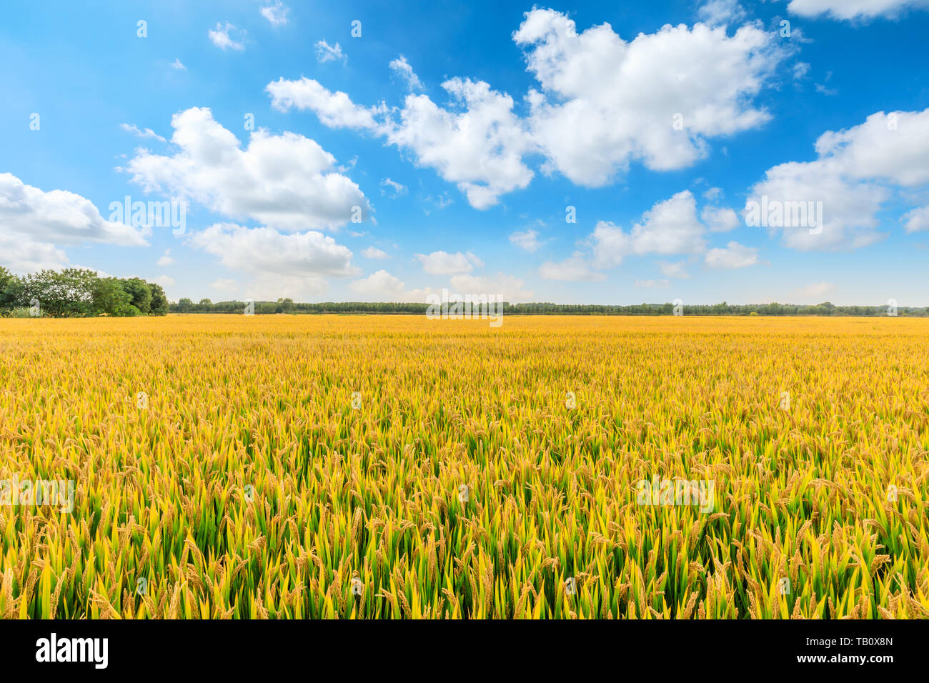 Ripe rice field and sky landscape on the farm Stock Photo - Alamy