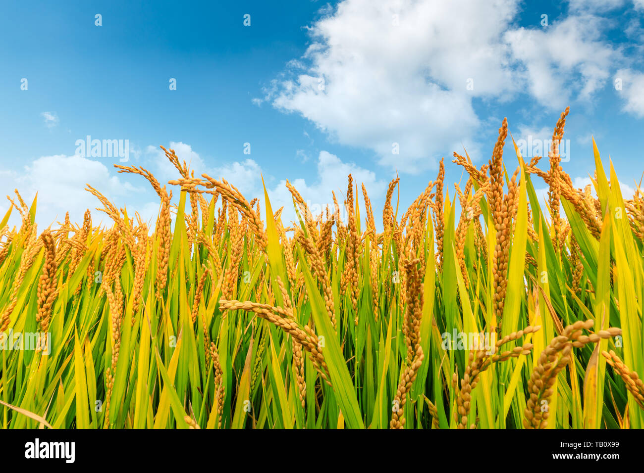 Ripe rice field and sky landscape on the farm Stock Photo - Alamy
