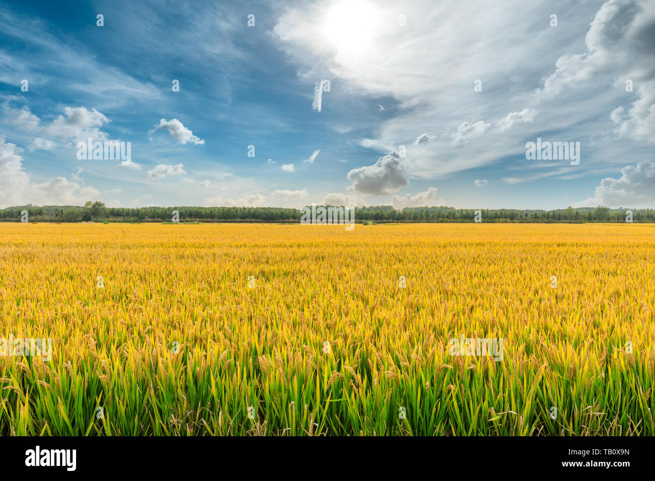 Ripe rice field and sky landscape on the farm Stock Photo - Alamy