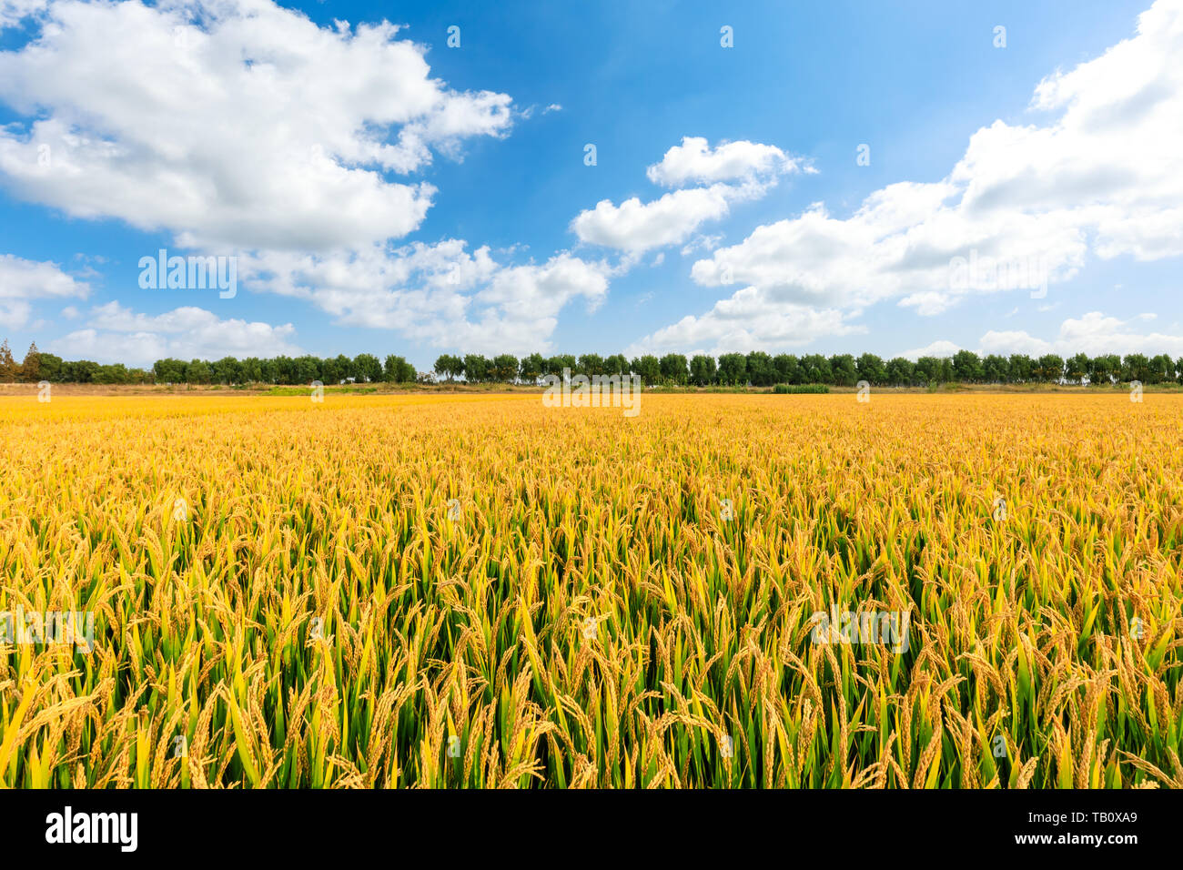 Ripe rice field and sky landscape on the farm Stock Photo - Alamy