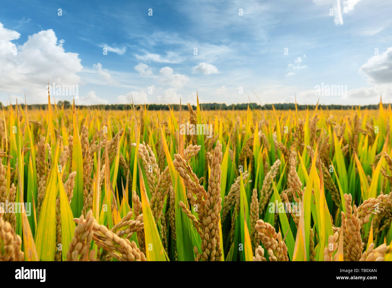 Ripe rice field and sky landscape on the farm Stock Photo - Alamy