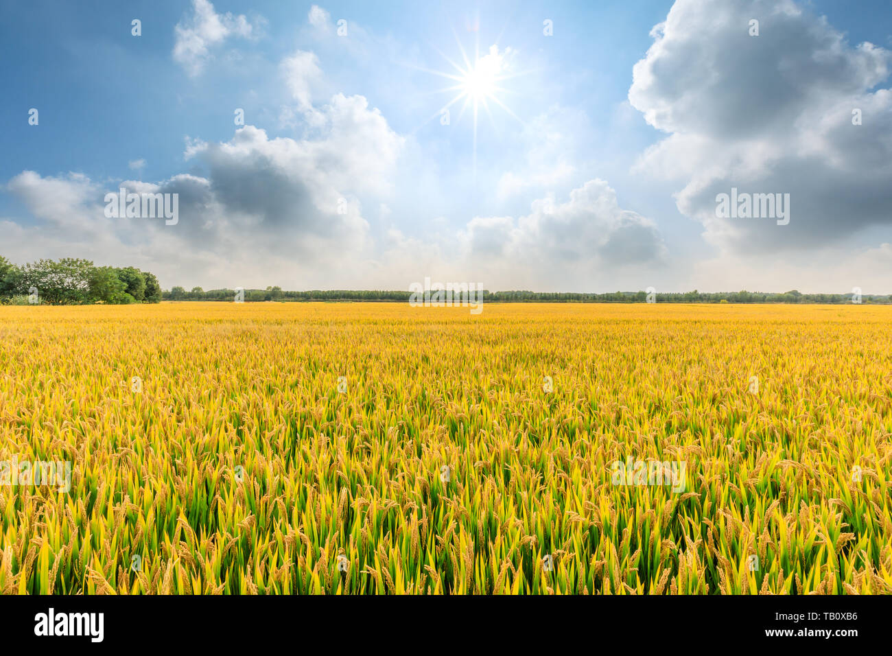 Ripe rice field and sky landscape on the farm Stock Photo - Alamy