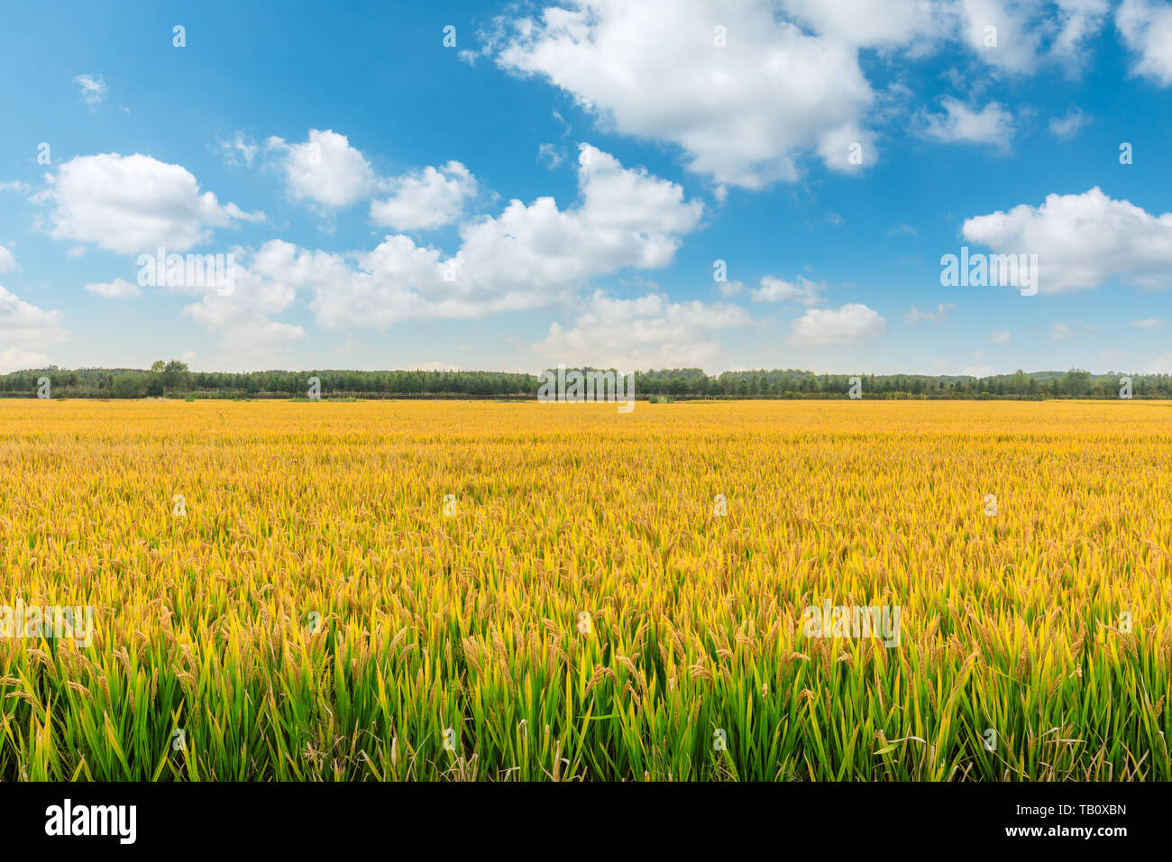 Ripe rice field and sky landscape on the farm Stock Photo - Alamy