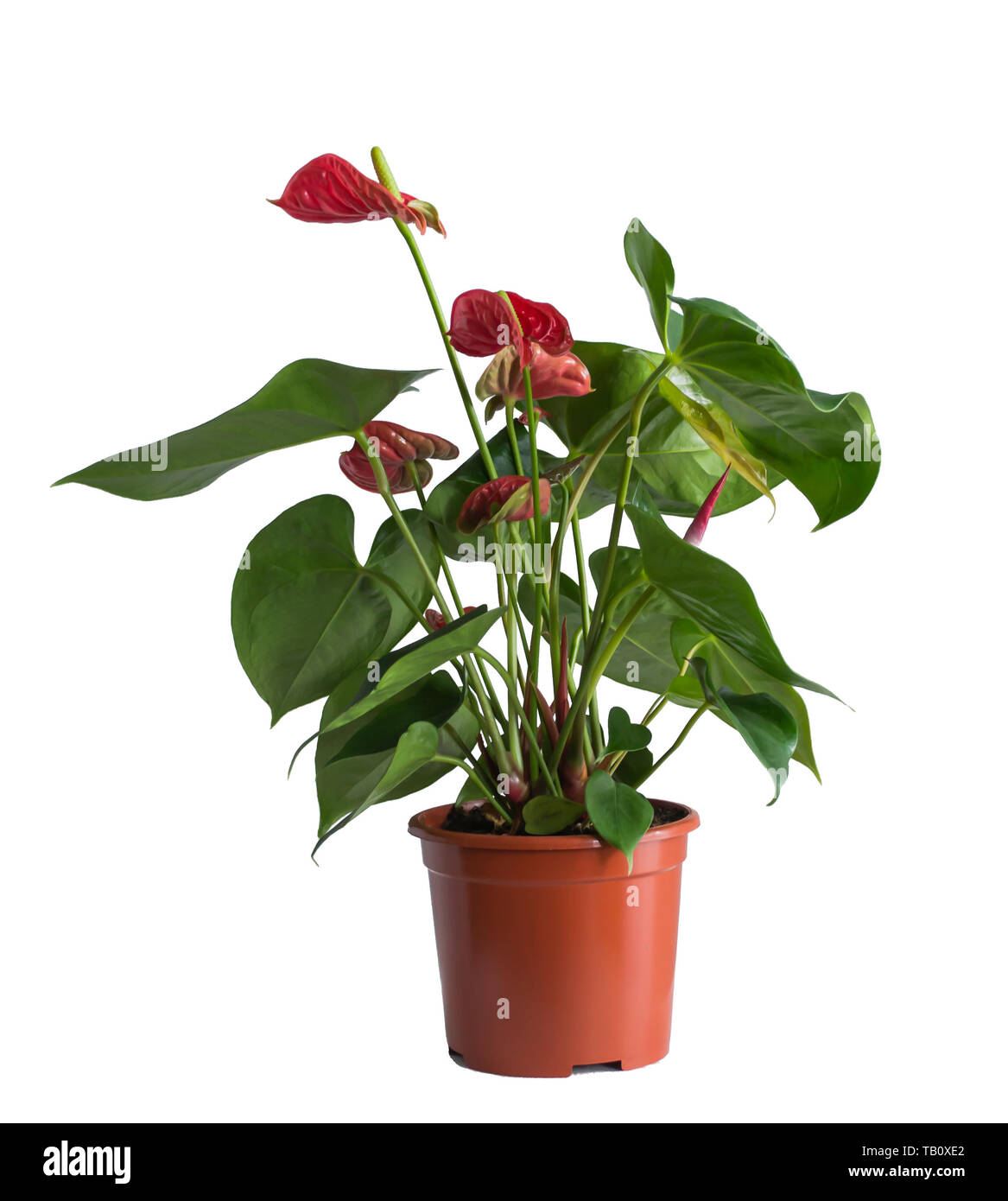 Anthurium plant hi-res stock photography and images - Alamy