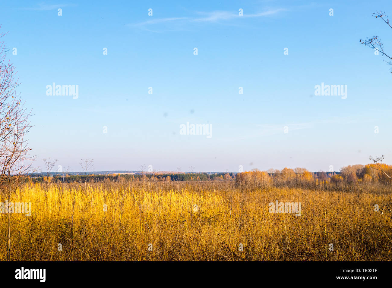 Golden field of grass hi-res stock photography and images - Alamy