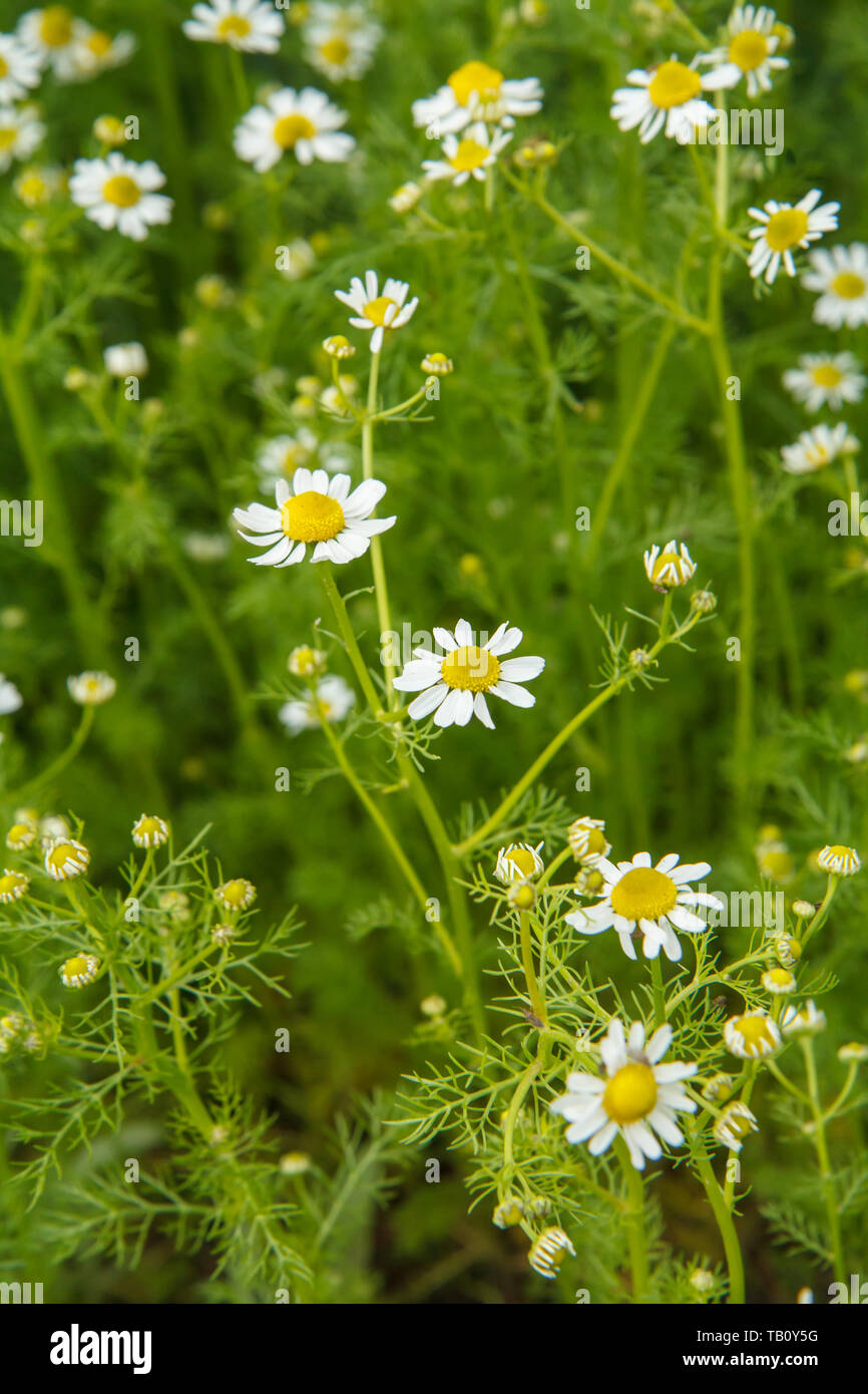 Matricaria chamomilla in the garden with blurred same flowers in the ...