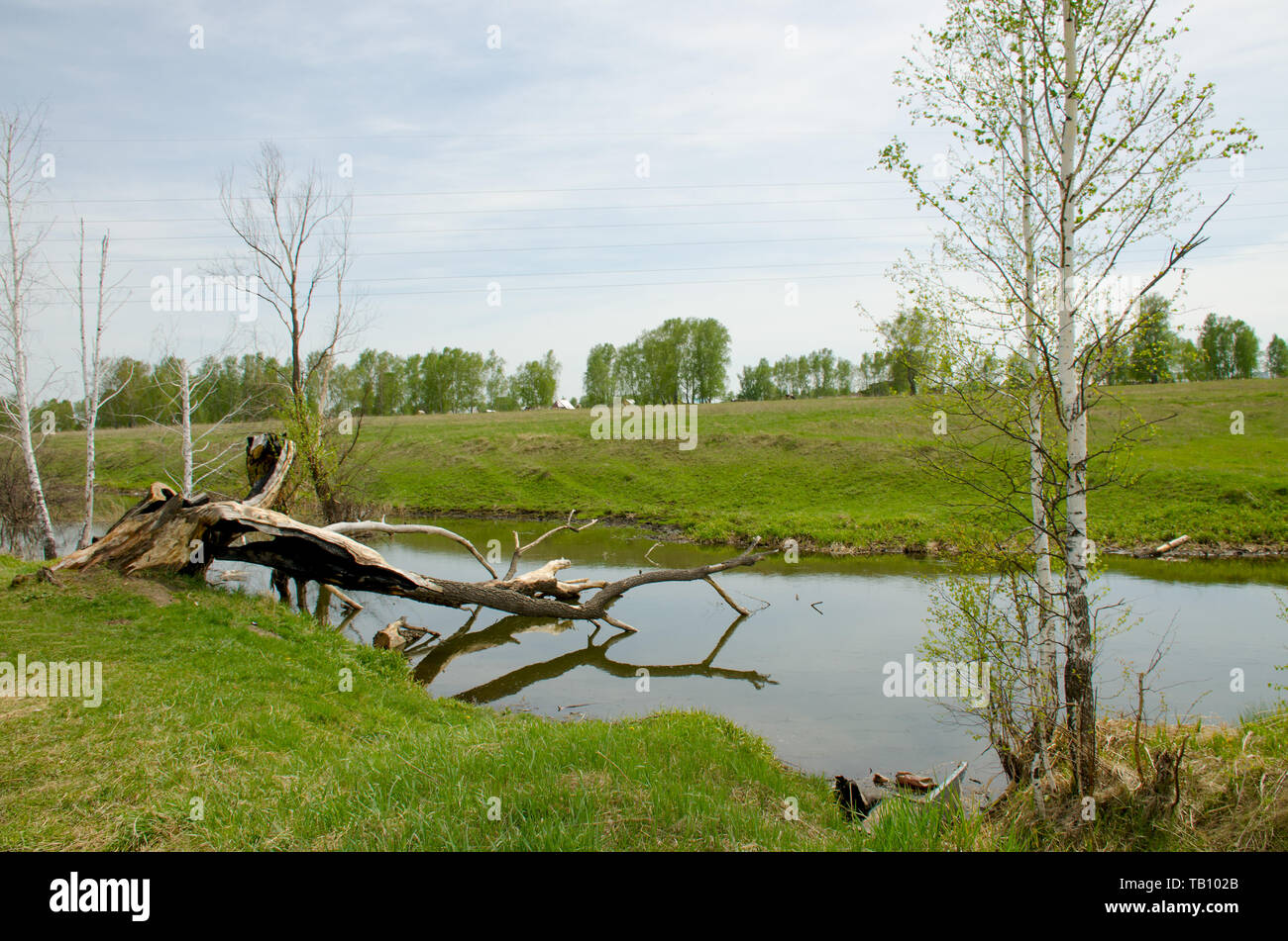 landscape the wood in the spring to Siberia Russia Stock Photo - Alamy