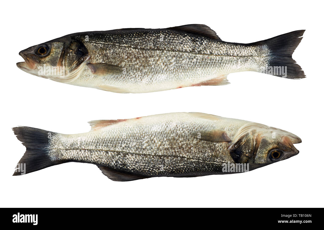 two fresh whole sea bass isolated on white background view from above ...