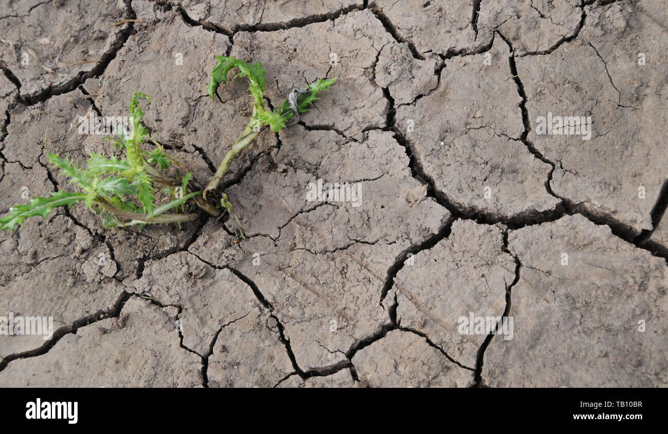 Parched soil hi-res stock photography and images - Alamy