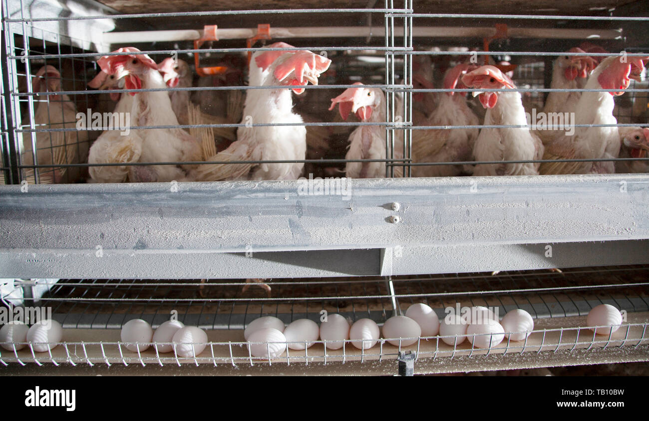 Factory Chicken egg production Stock Photo - Alamy