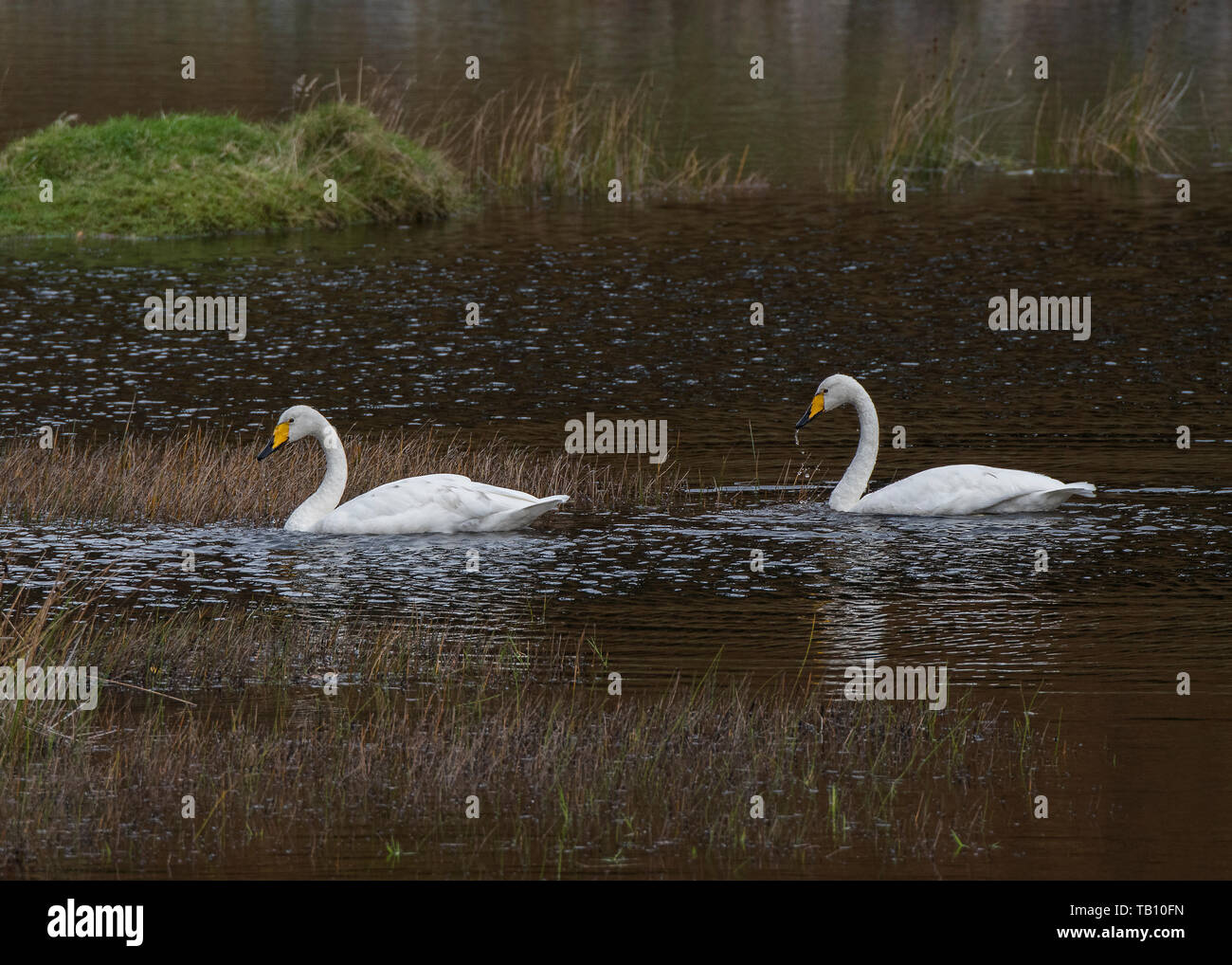 Whooper Swans, Glenstrathfarrer, Scotland Stock Photo - Alamy