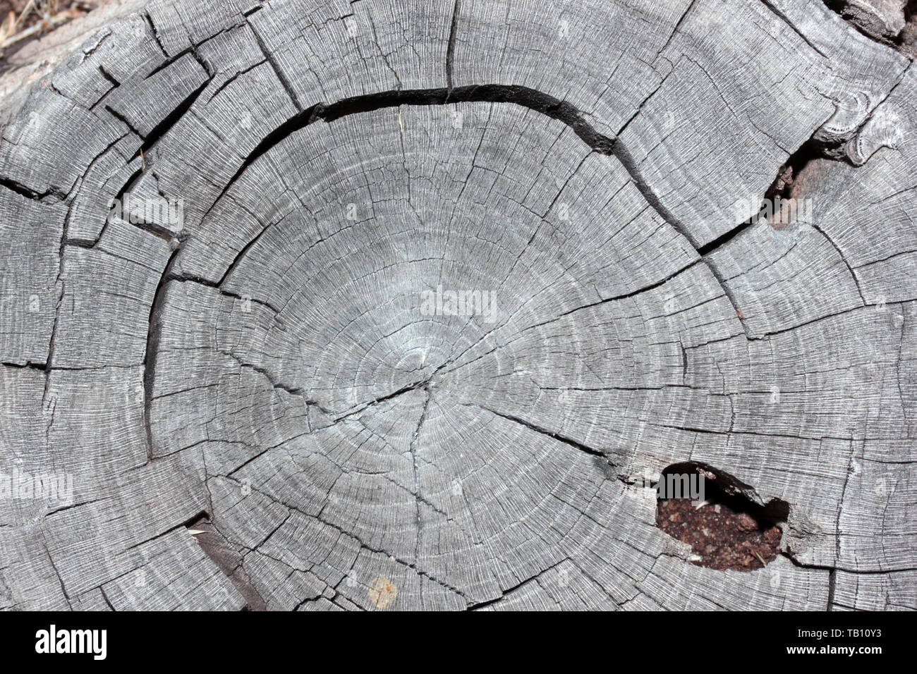 Tree ring Abstract background Textured Stock Photo - Alamy