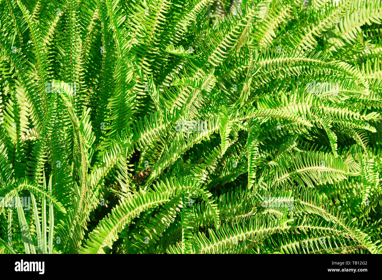Green fern leaves texture background in sunlight Stock Photo - Alamy