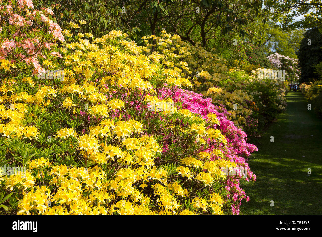 Azaleas flowering in Stody lodge Gardens, near Holt, Norfolk, UK Stock ...