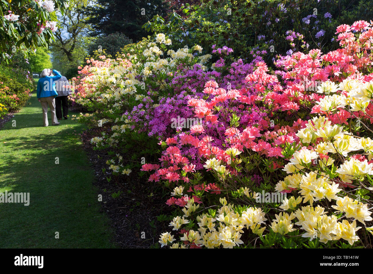 Azaleas flowering in Stody lodge Gardens, near Holt, Norfolk, UK Stock ...