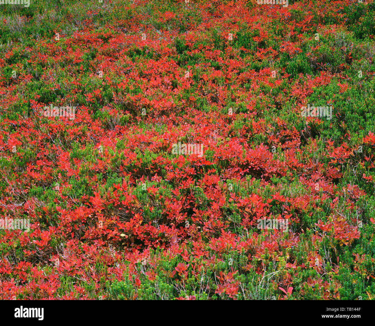 USA, Washington, Mt. Baker Snoqualmie National Forest, Fall color of ...