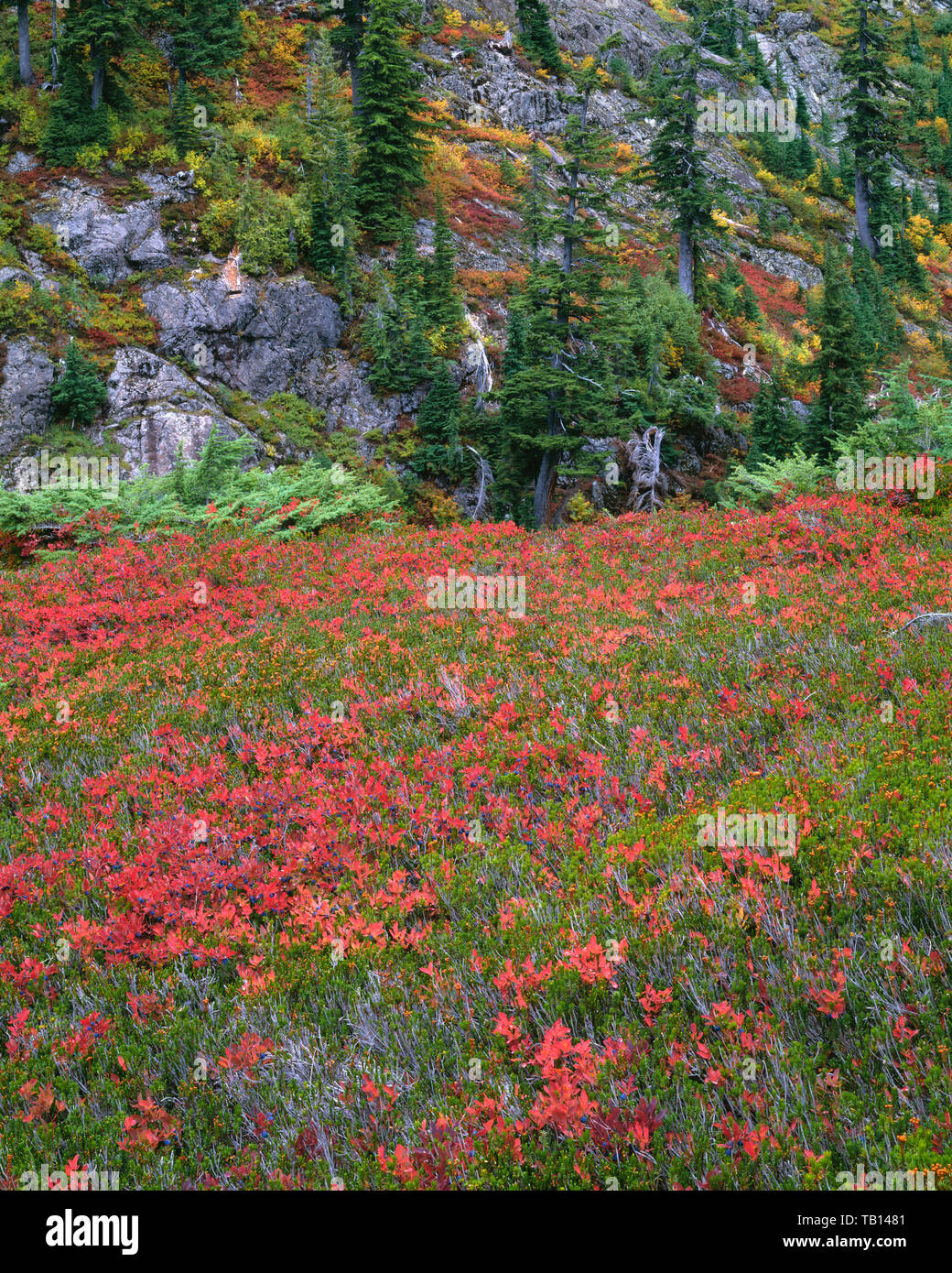 USA, Washington, Mt. Baker Snoqualmie National Forest, Fall color of ...