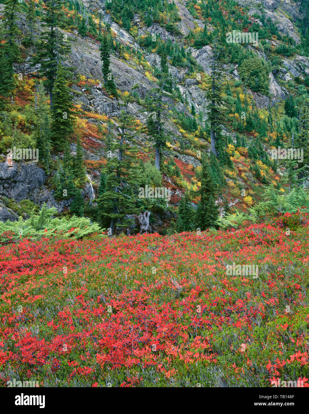 USA, Washington, Mt. Baker Snoqualmie National Forest, Fall color of ...