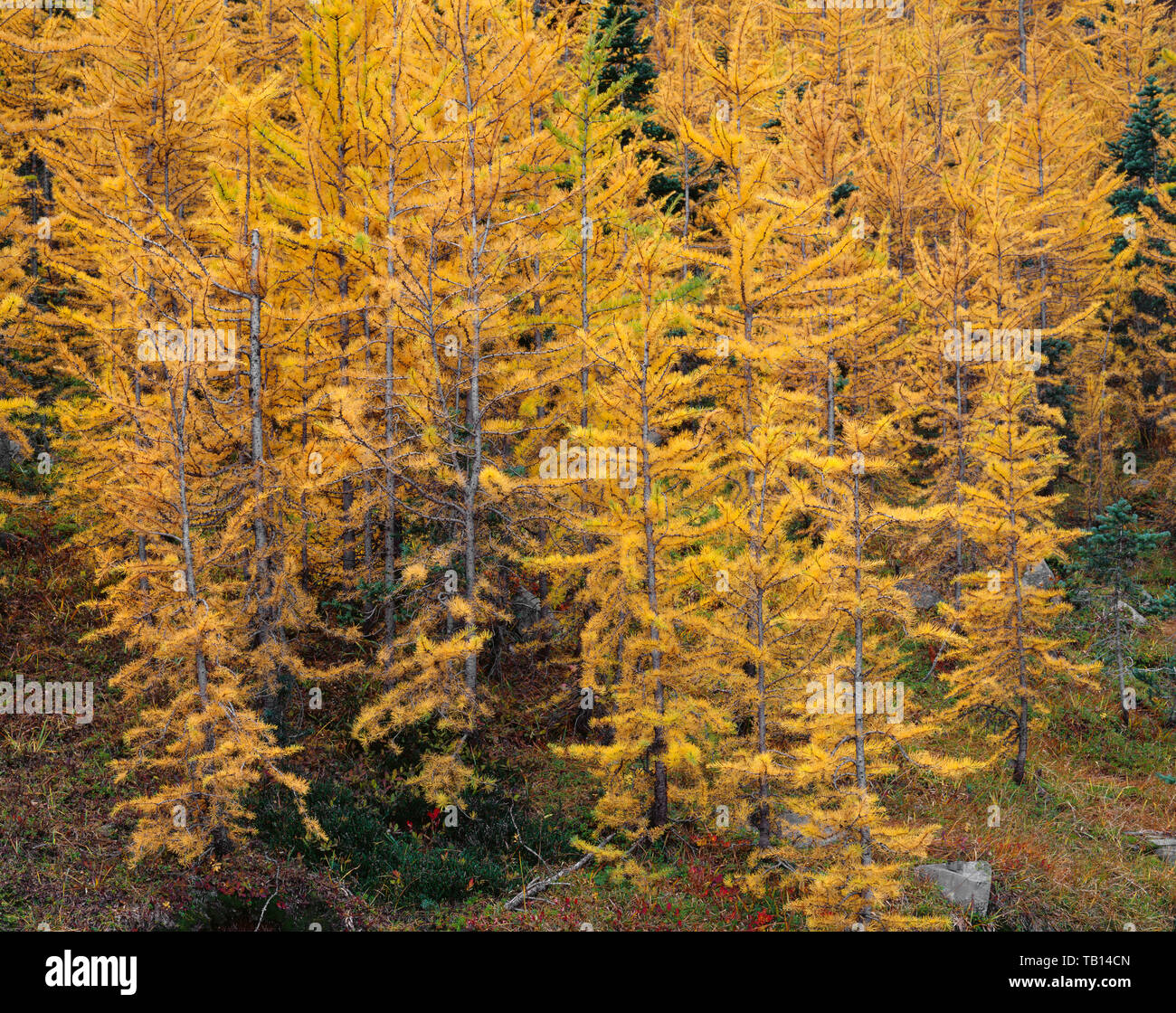 USA, Washington, Okanogan-Wenatchee National Forest, Grove of immature ...